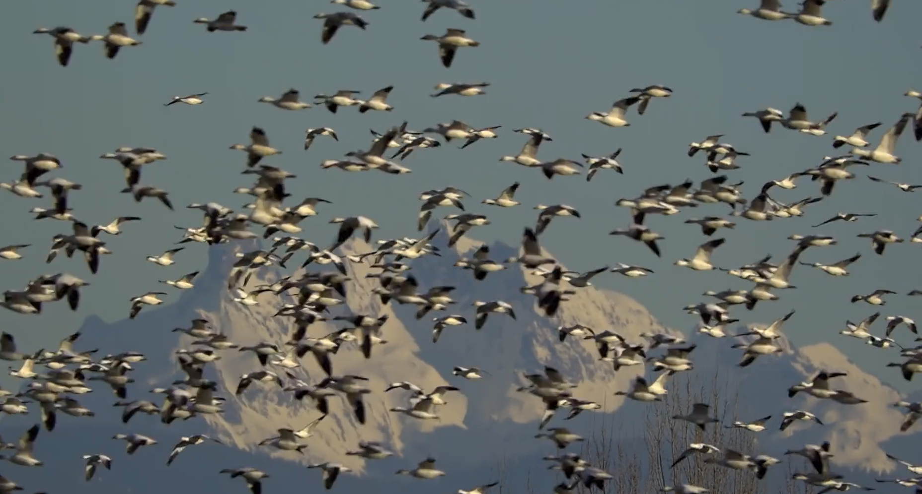 Snow Geese – Mark O'Connell