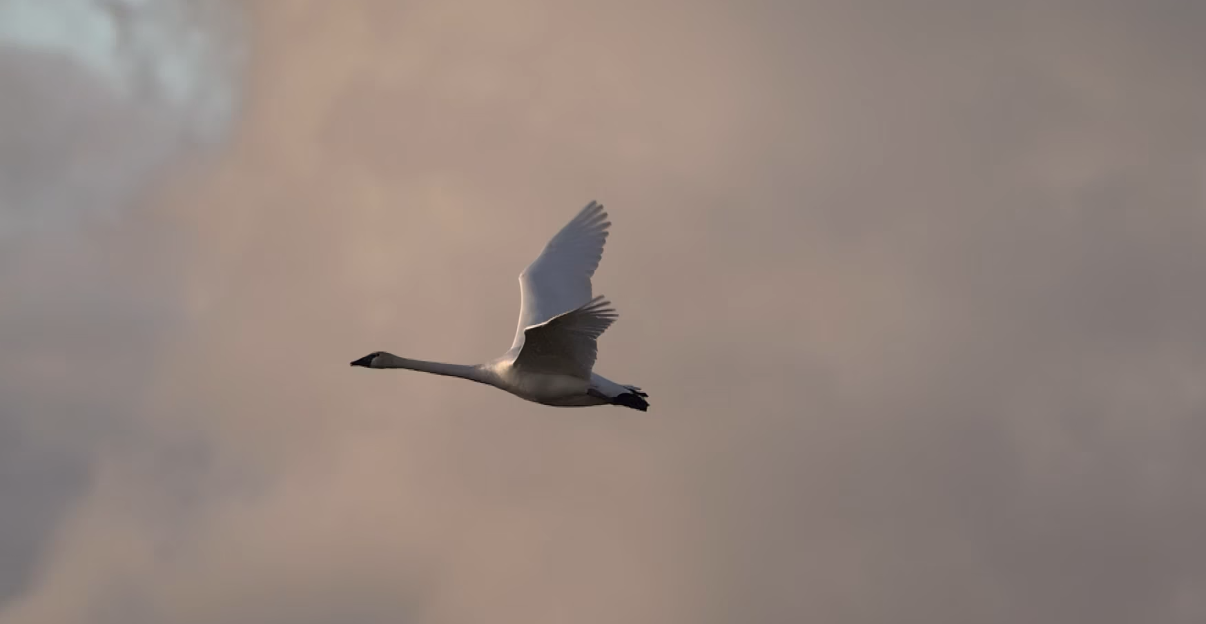 Swan – Mark O'Connell